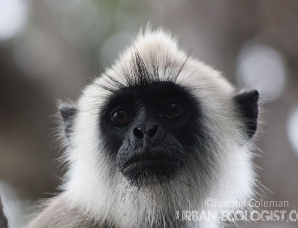 Tufted grey langurs (Semnopithecus priam) - The Urban Ecologist