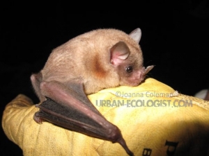 Little yellow-shouldered bat (Sturnira lilium) - The Urban Ecologist