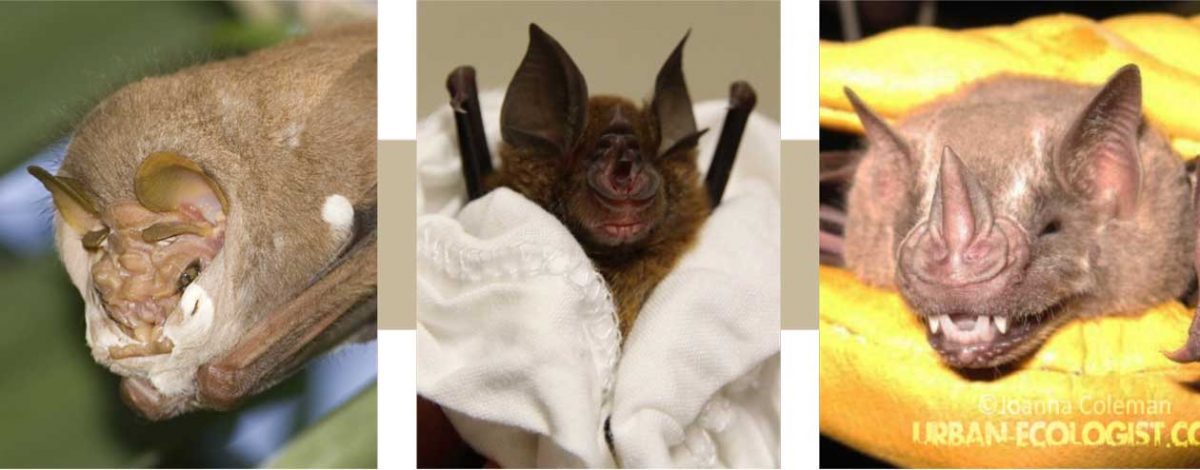 Myths about bats - The Urban Ecologist